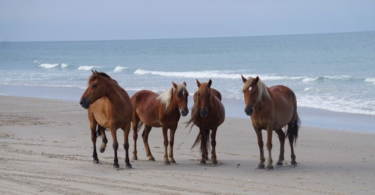 North Carolina’s Wildest Beach Adventure Starts Where The Road Ends ...