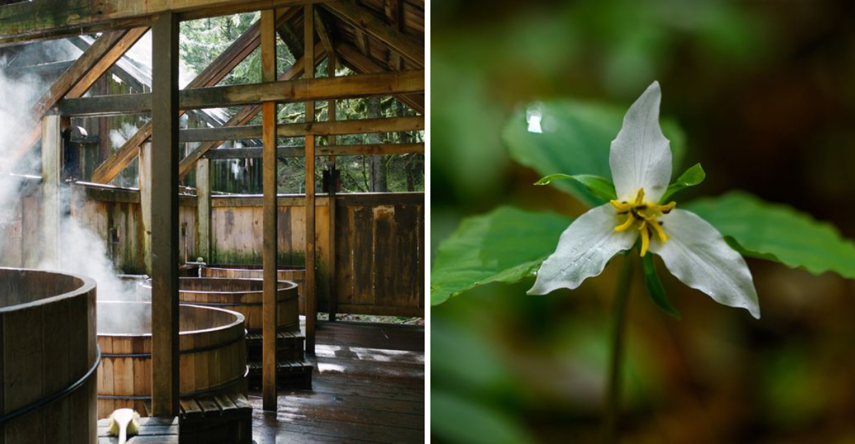 This Hidden Oregon Hot Spring Is Only Three Miles From The Road And ...