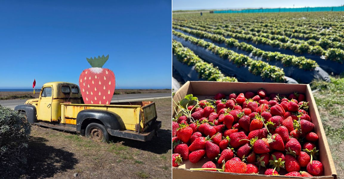 This California Berry Farm Lets Visitors Pick Their Own Fruit And Snack ...